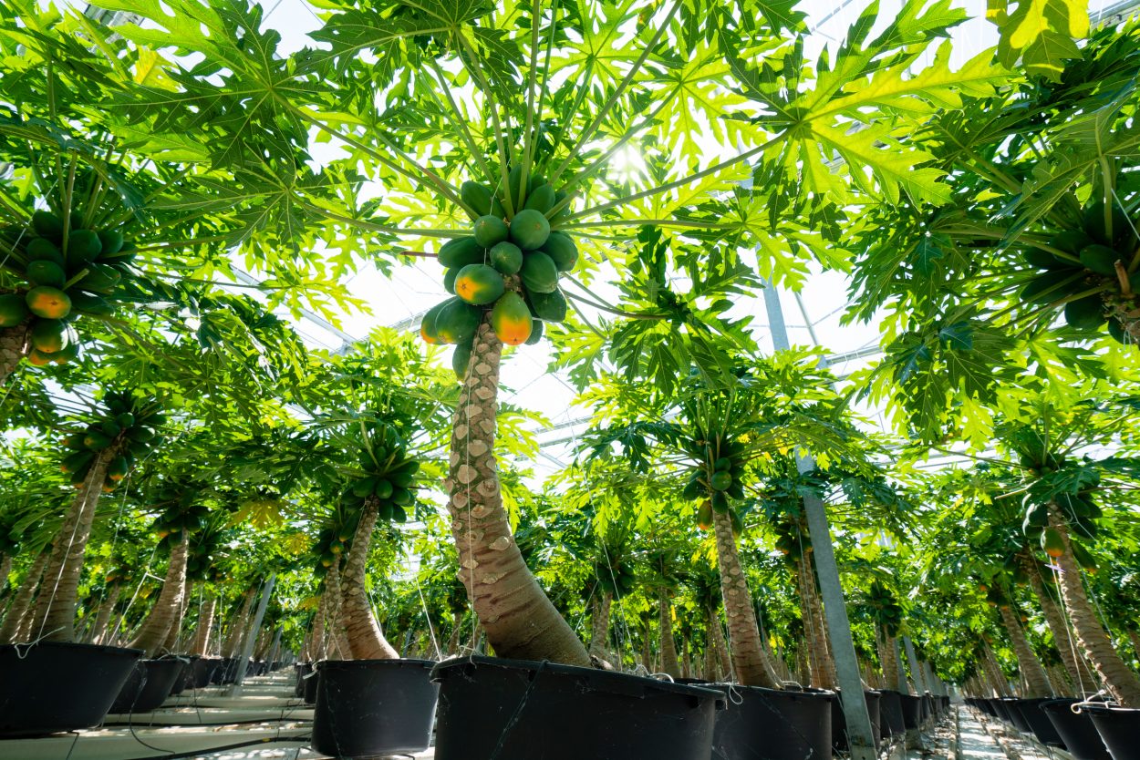 Agro Solutions - Roam Technology