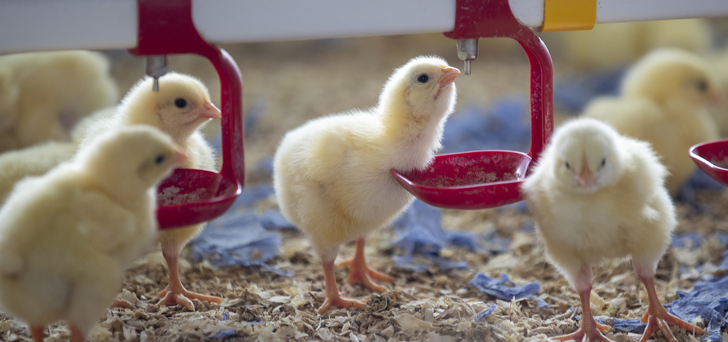 Water, the Forgotten Nutrient - Roam Technology