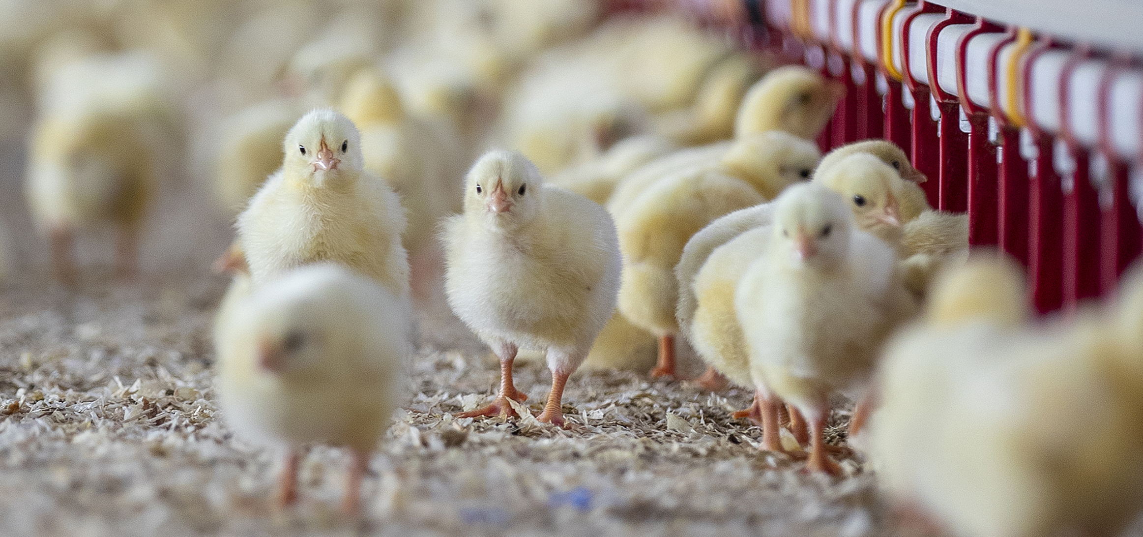 Livestock Solutions - Roam Technology