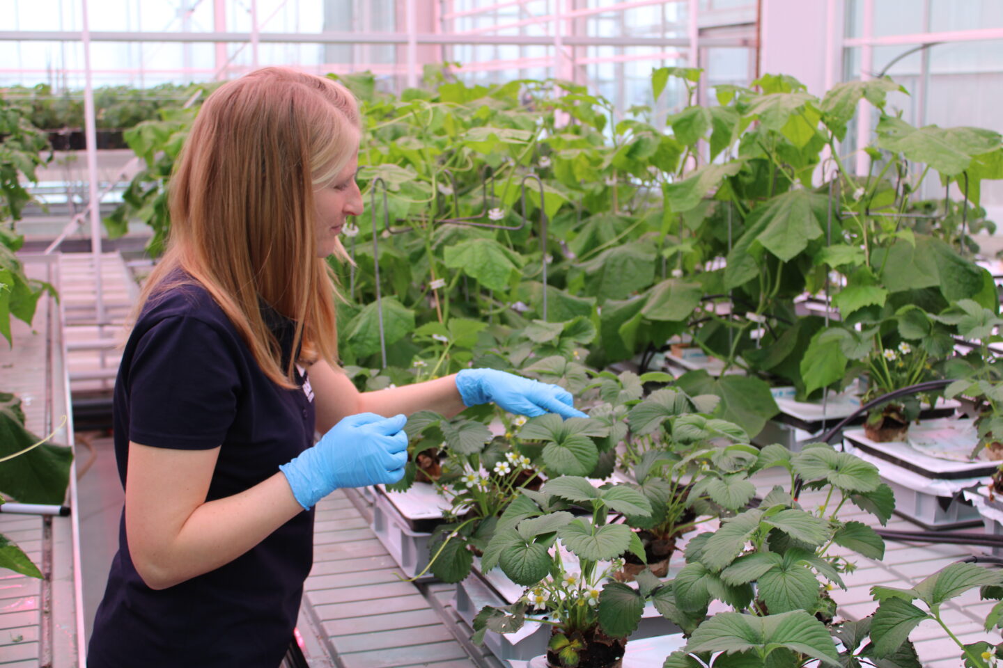 Effective Greenhouse Cleaning - Key to a Successful Clean-Disinfect ...