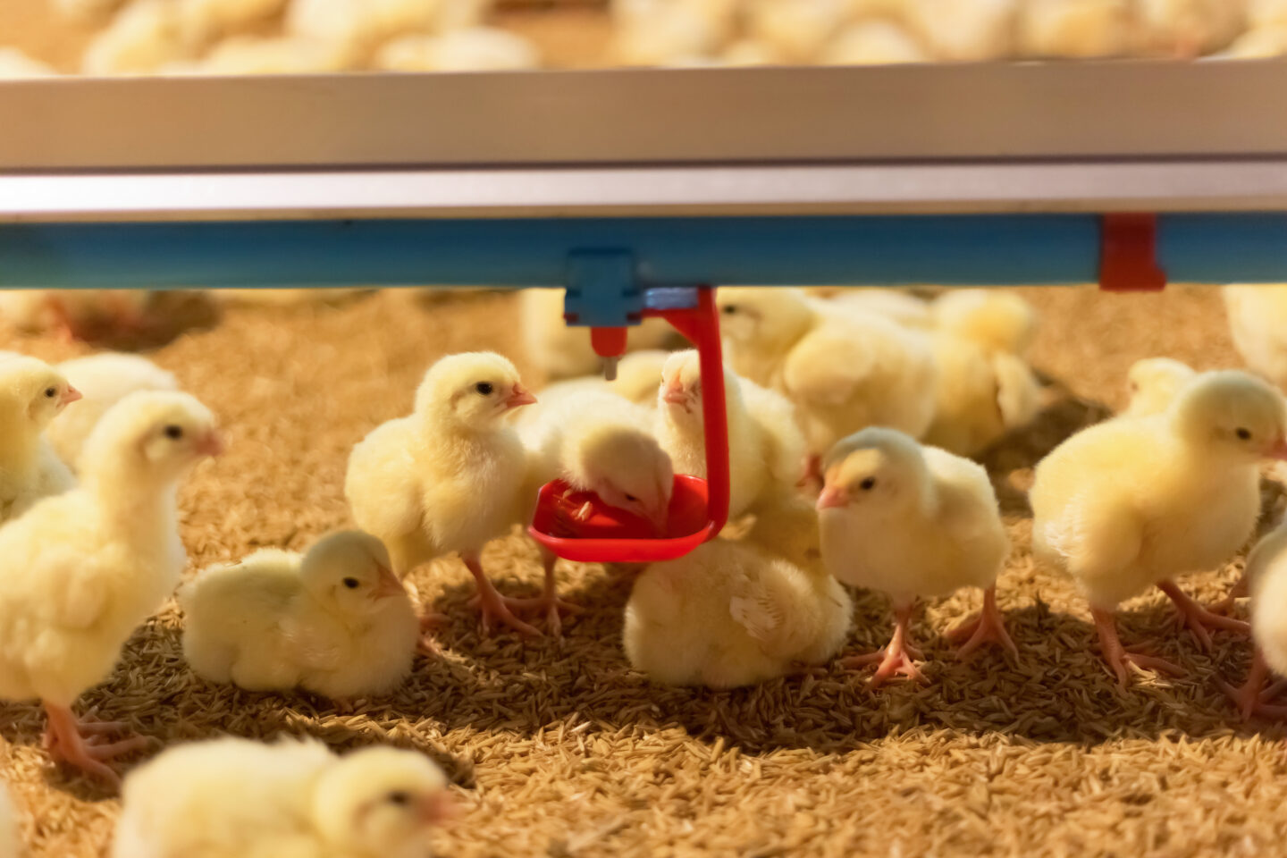 Increased growth and reduced mortality at a broiler farm - Roam Technology