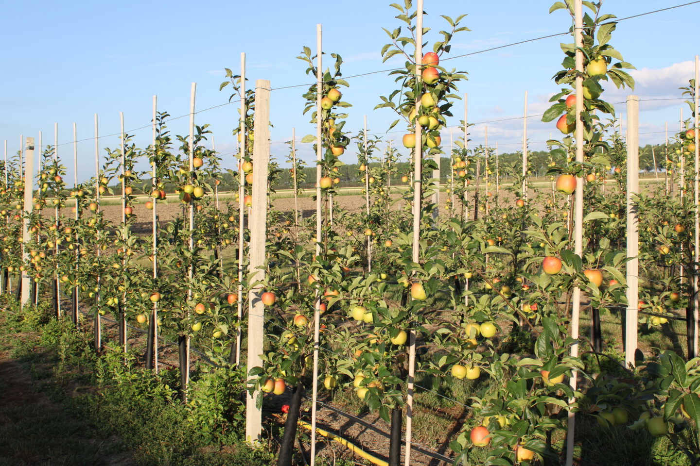 Revitalise your orchard - the use of Sili-Fert P for next-level apple ...