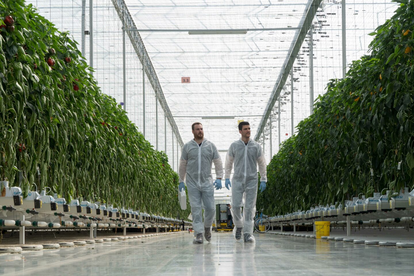 Biosicherheit im Gartenbau: Bewährte Praktiken innerhalb und außerhalb des Gewächshauses - Roam ...